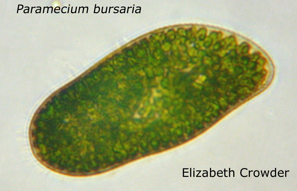 Botany 111 Term Project