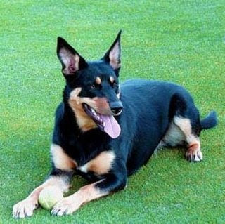 Australian Kelpie | Dog Training Dictionary