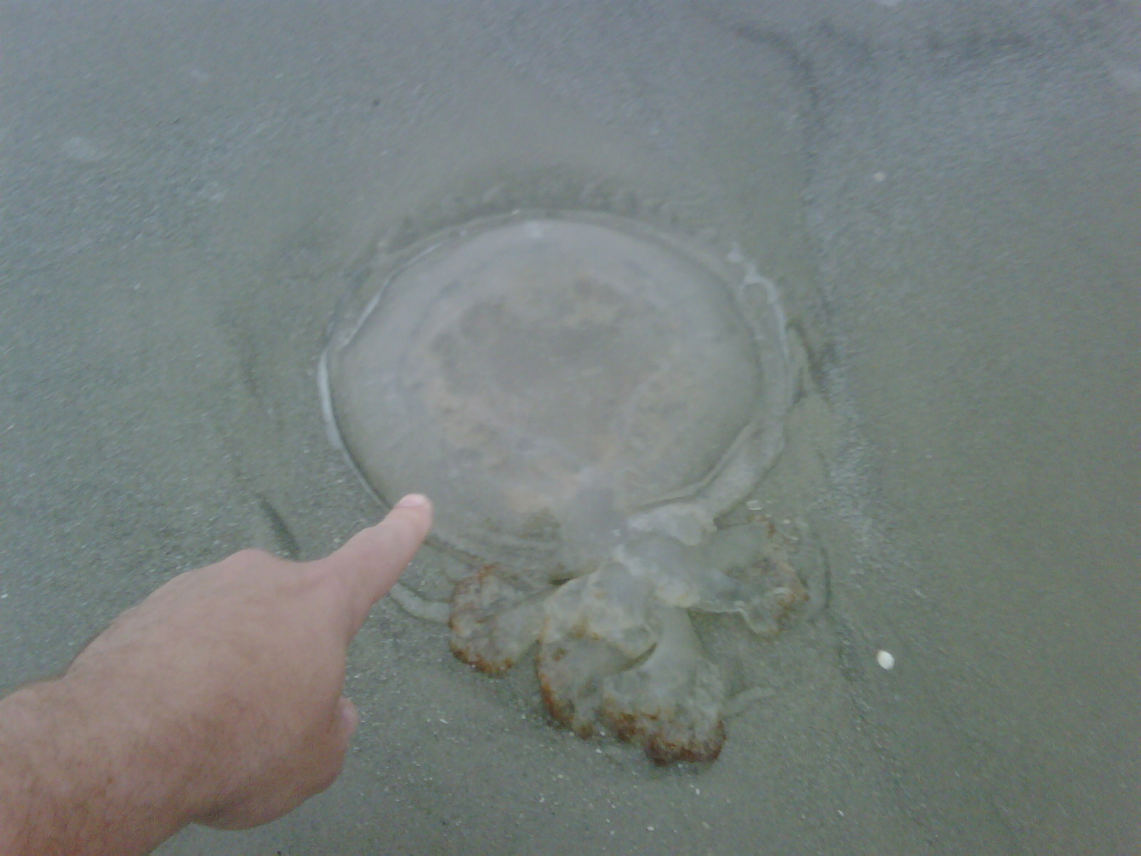 Sailboat Family: Jellyfish On Beach At Hilton Head