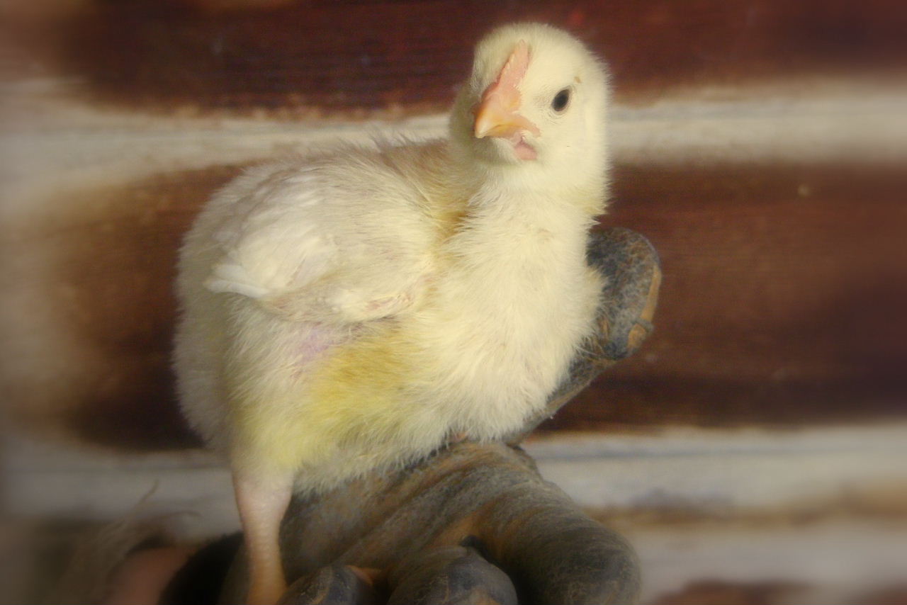 Country Chicken Girl: The Chicks are 2 Weeks Old!