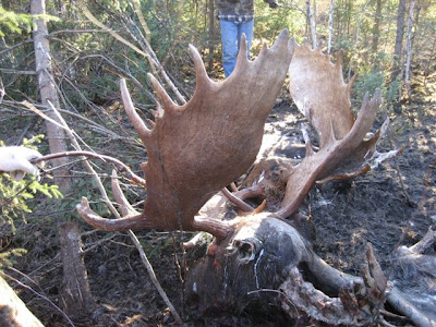 What I Think: Remains of a Moose Battle in Northwestern Ontario