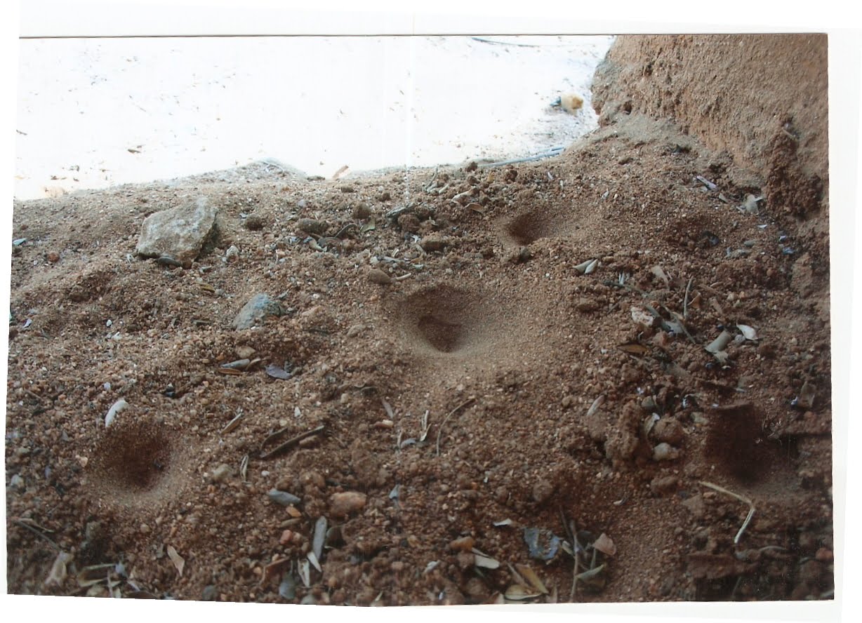 Discovering Life: An ant lion larvae