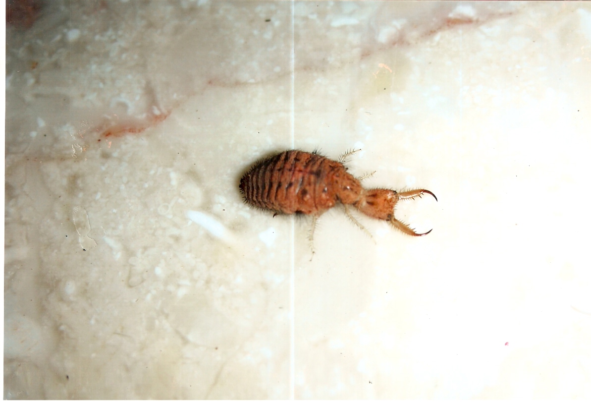 Discovering Life: An ant lion larvae