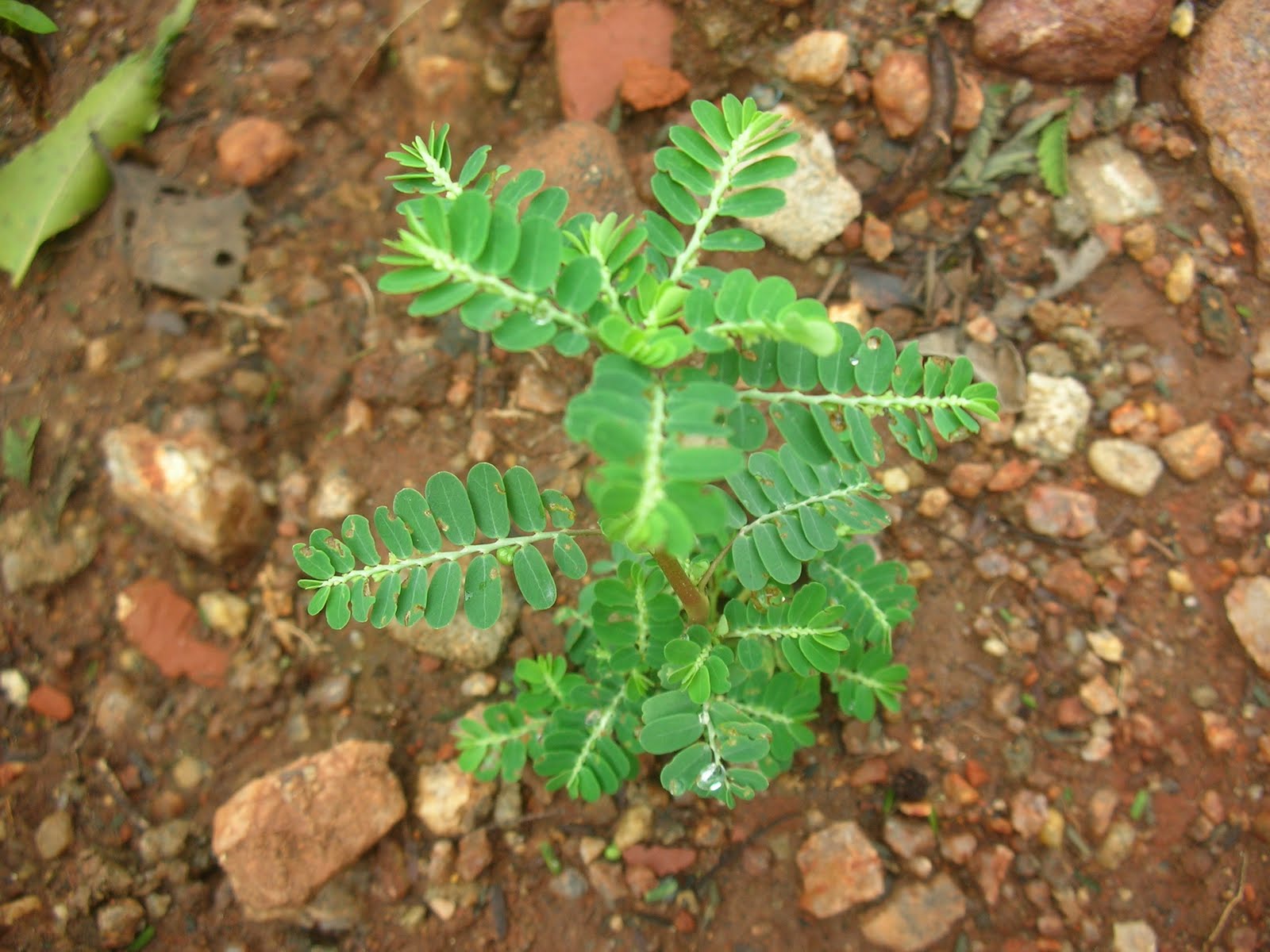 Discovering Life: Wonderful world of weeds....
