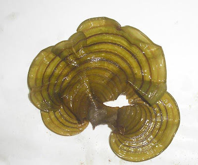 Bio Blog UFAL: Padina