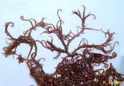 Bio Blog UFAL: Hypnea