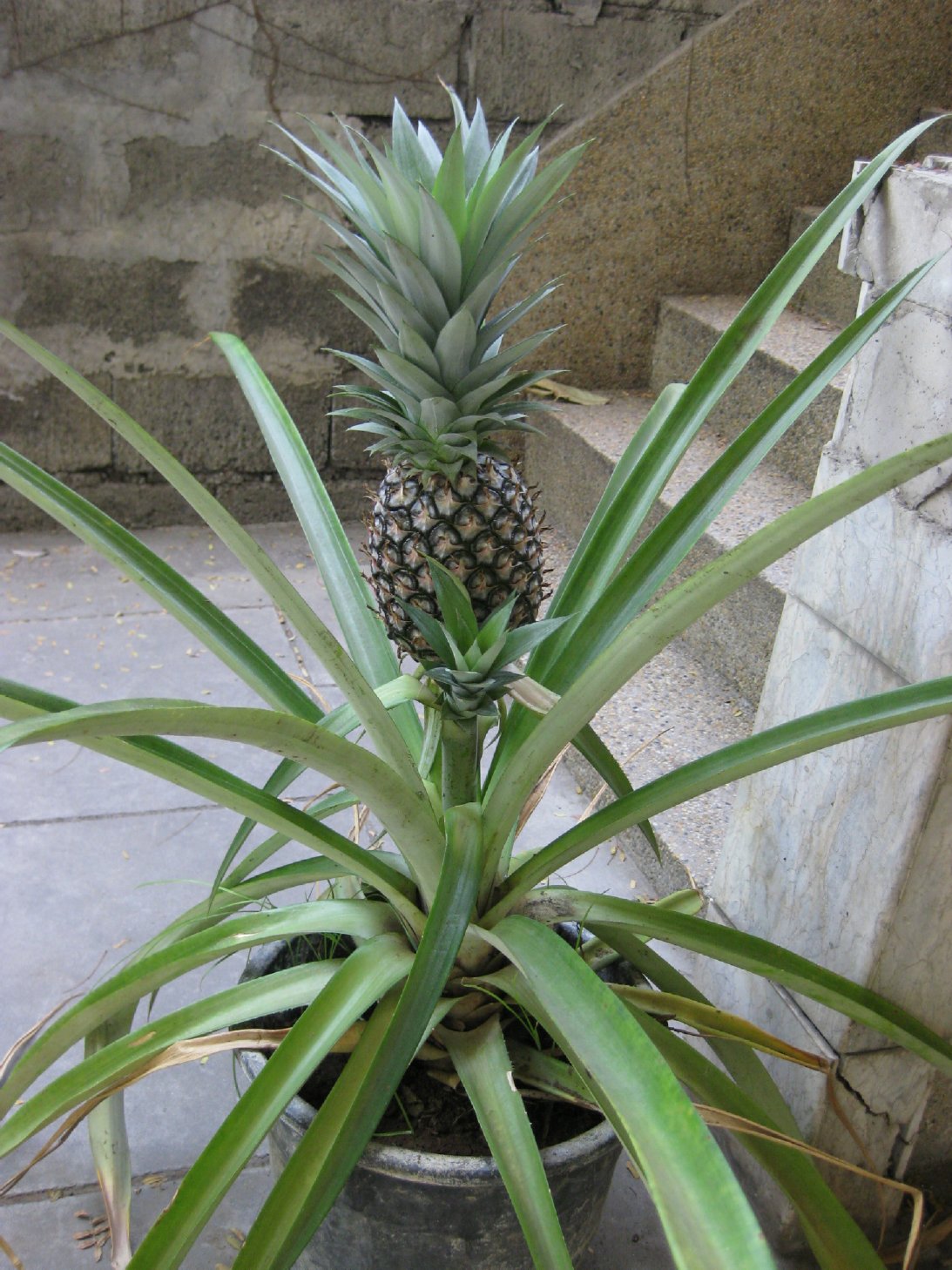 Good Food, Good Health: I love pineapples!!!