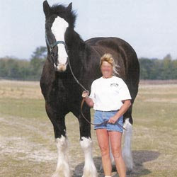 Le monde du Cheval: Anatomie comparée Homme/Cheval