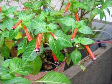 Viveros "El Palto Huacho" Frutales y Plantas Ornamentales": Hipanto ...