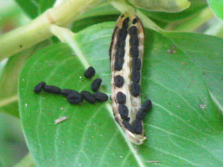 In the Garden: Vinca poop