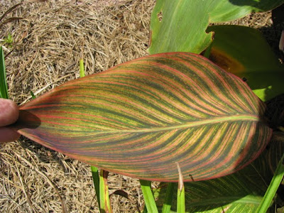 In the Garden: Canna Pest
