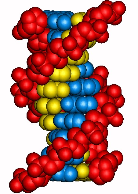 Acidos Nucleicos: Acidos Nucleicos (ADN)