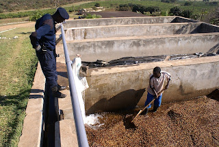 Village Chicken: Coffee: from field to cup