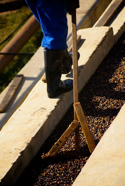 Village Chicken: Coffee: from field to cup