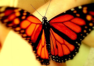 El Bable: Papalote : El fuerte simbolismo de la mariposa entre los ...