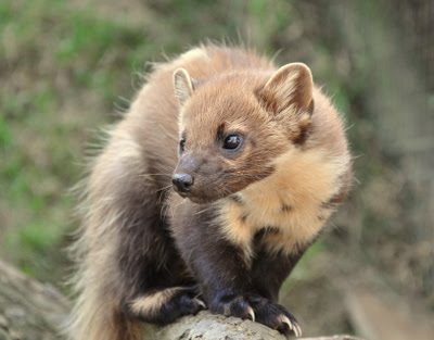 British Wildlife Centre ~ Keeper's Blog: Mustelid matings