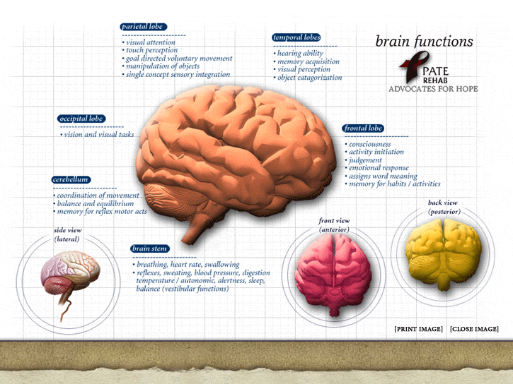 education and political view: brain function