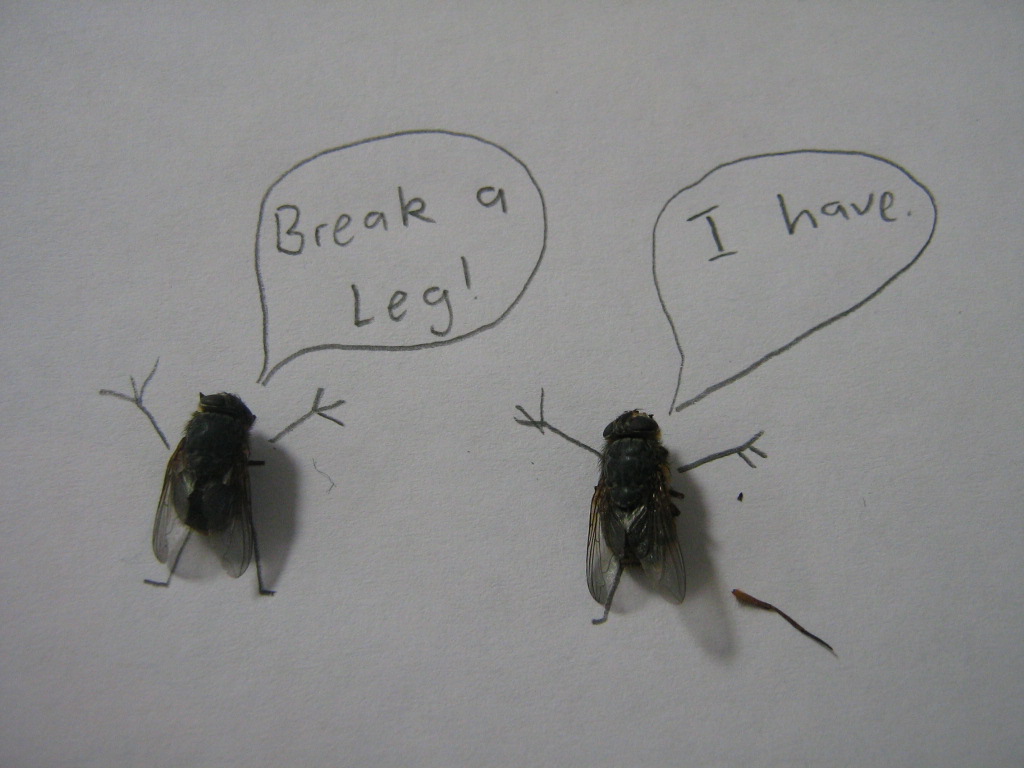 Room11: Dead Fly Art