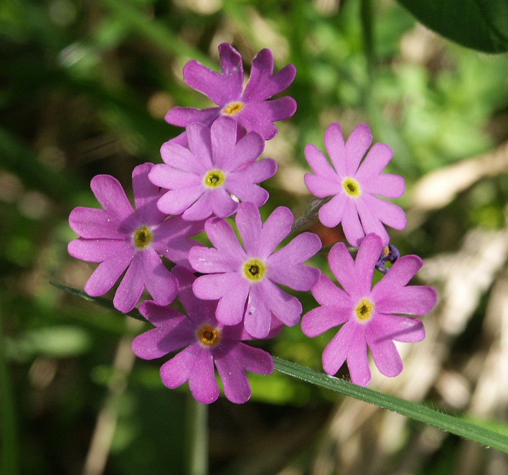 FLORES: LAS FLORES: