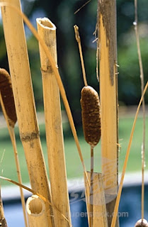 Ananepho* Ministries: Bruised Reeds and Smoldering Wicks