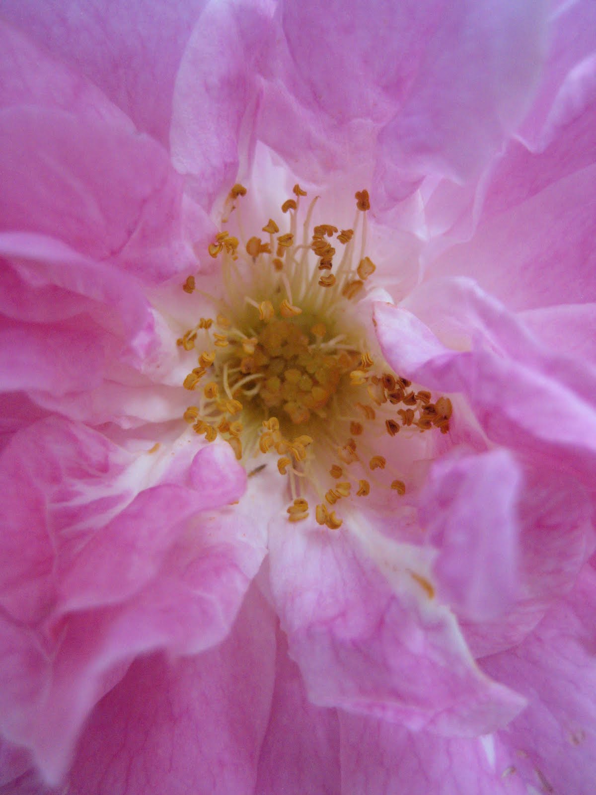 linenandlavender.blogspot.com: adorazione del fiore