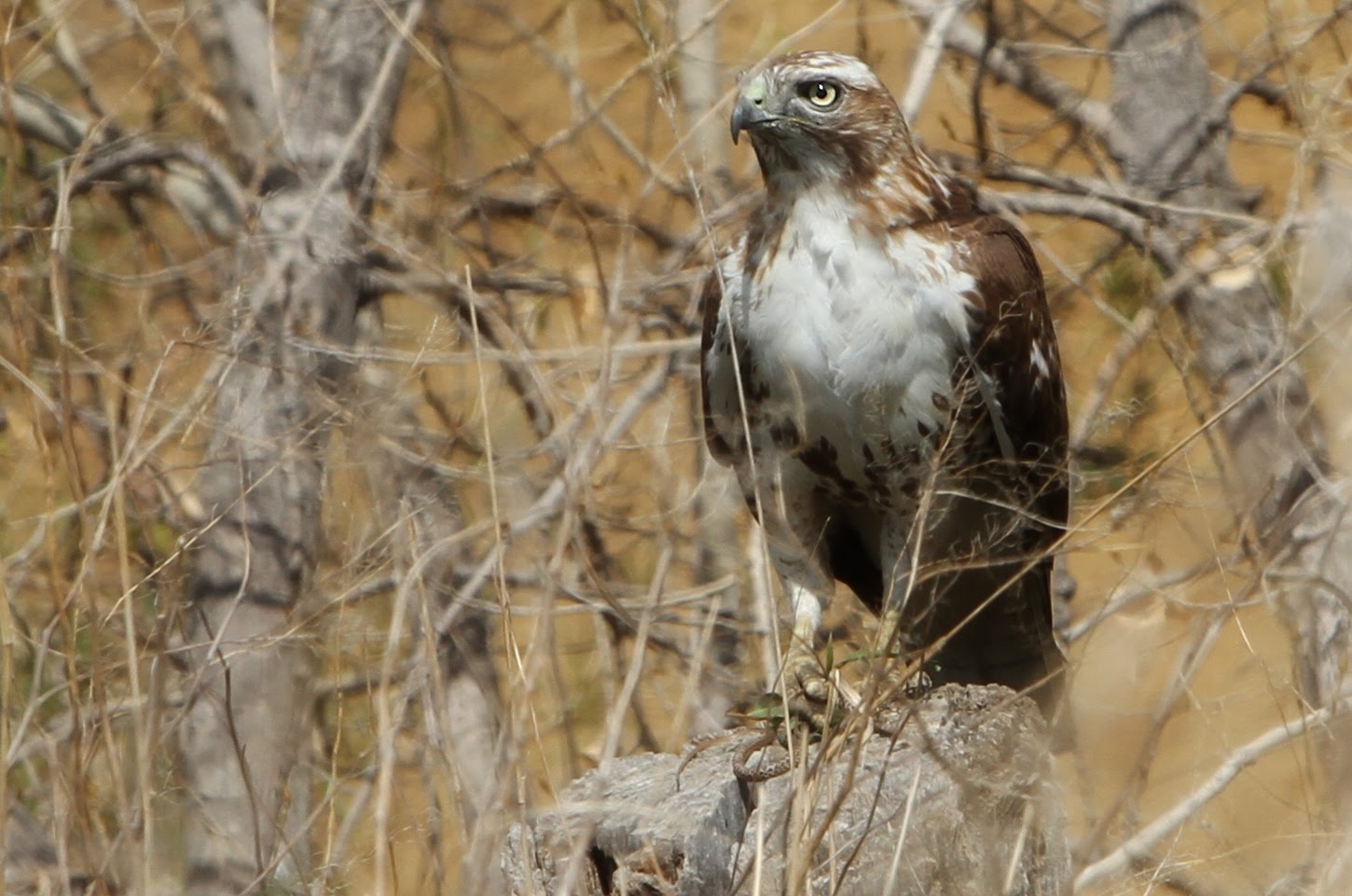Calico's Nest: Western Meadowlark and Red-Tailed Hawk!