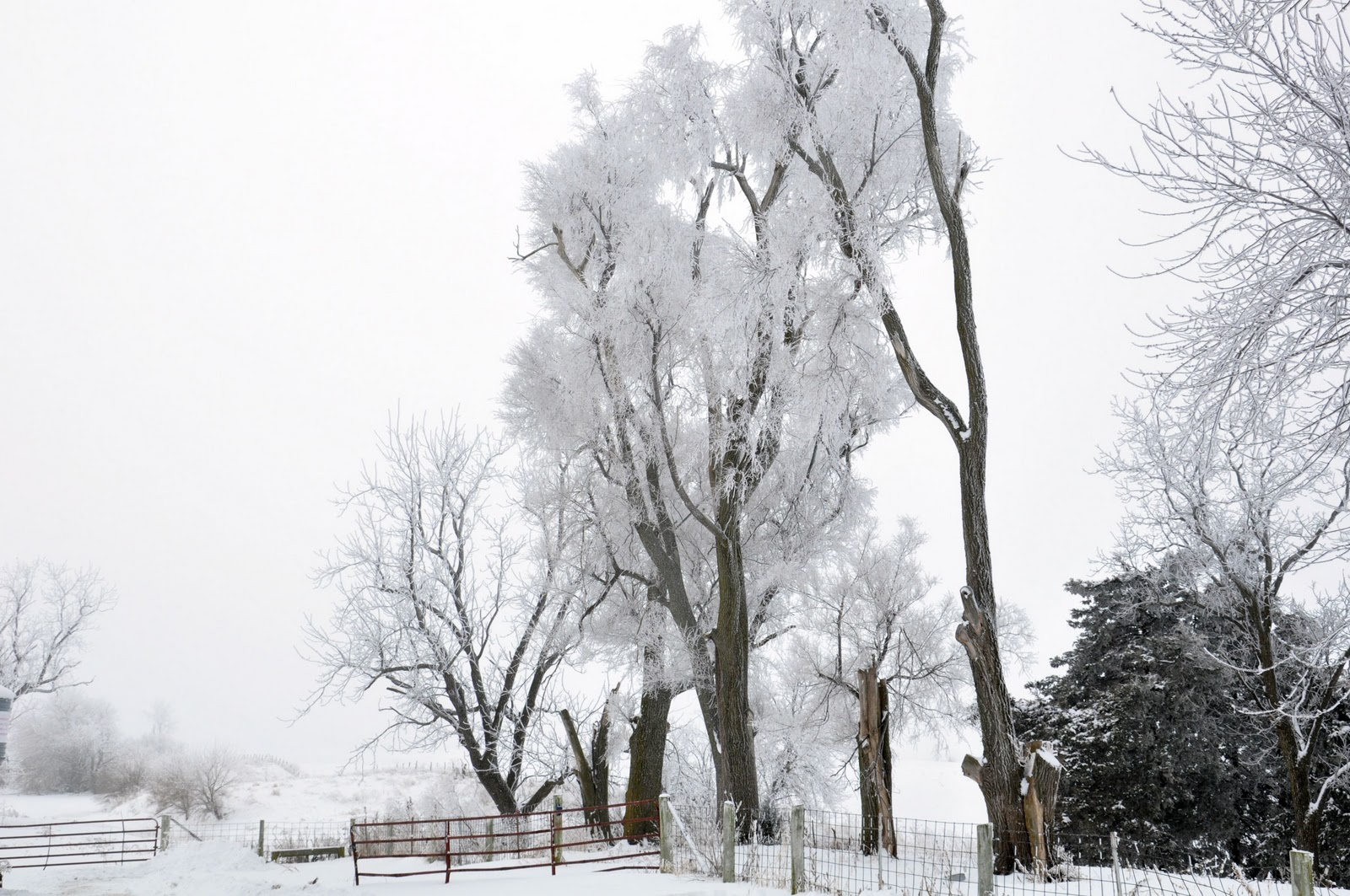 Patty Phillips Photography: Beautiful Winter Trees In Illinois