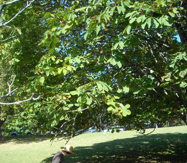 my walk with food and beautiful plants and flowers: Under the Spreading ...