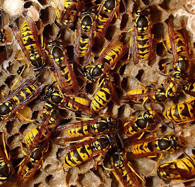 Nimaihuset: Angry wasps / Ilskna getingar