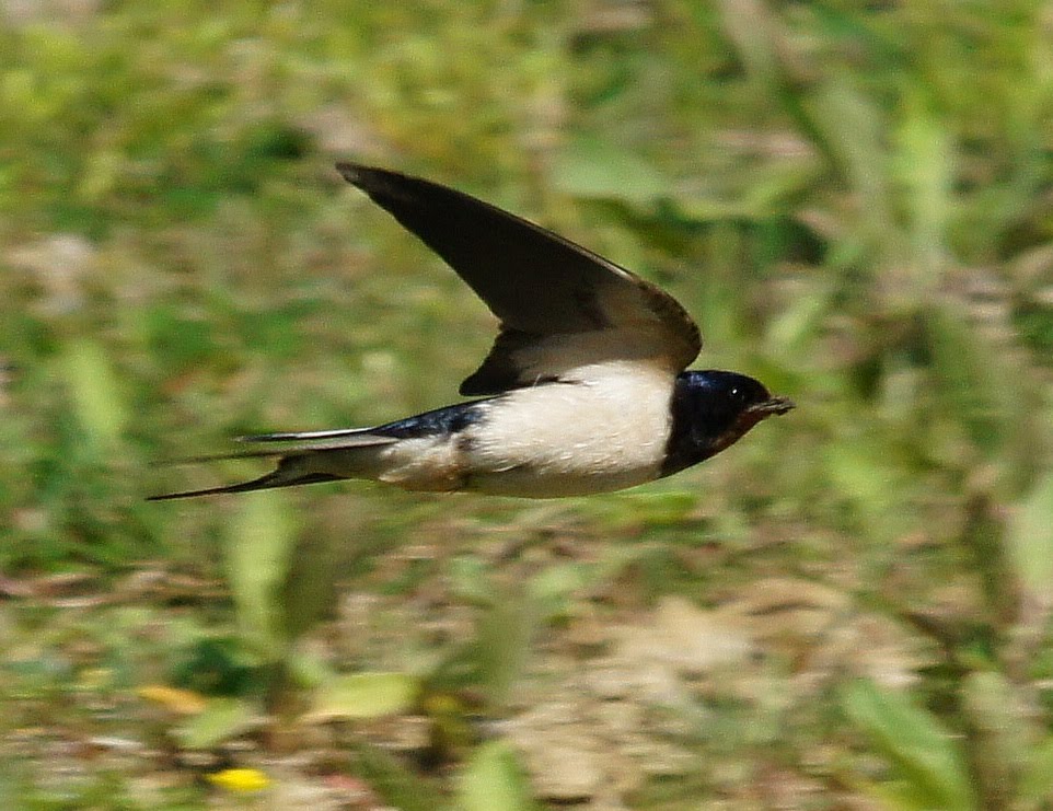 NO SIN MIS PRISMÁTICOS: VUELOS DE GOLONDRINA (Hasta Laredo y más allá)