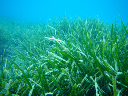 CAMINANT: La garsa, ocell amb fama de lladregot