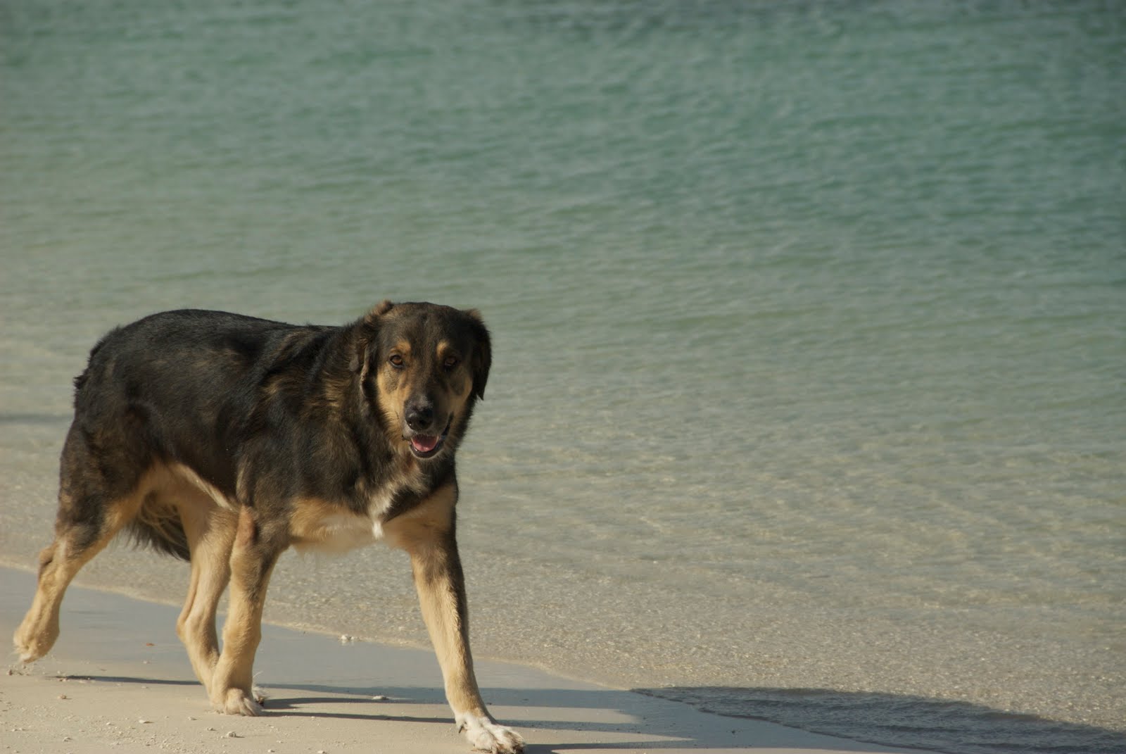 Jules Dog Blog: Aruba Dog - Dog of the Day