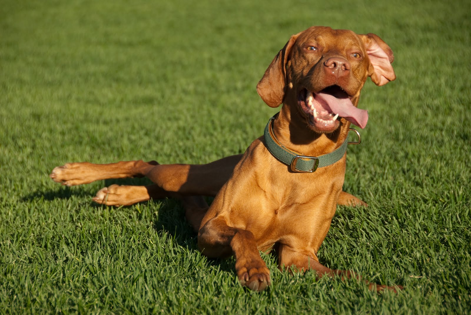 Jules Dog Blog: Bogey - Dog of the Day