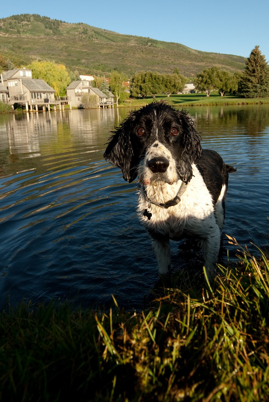 Jules Dog Blog: Auggie - Dog of the Day