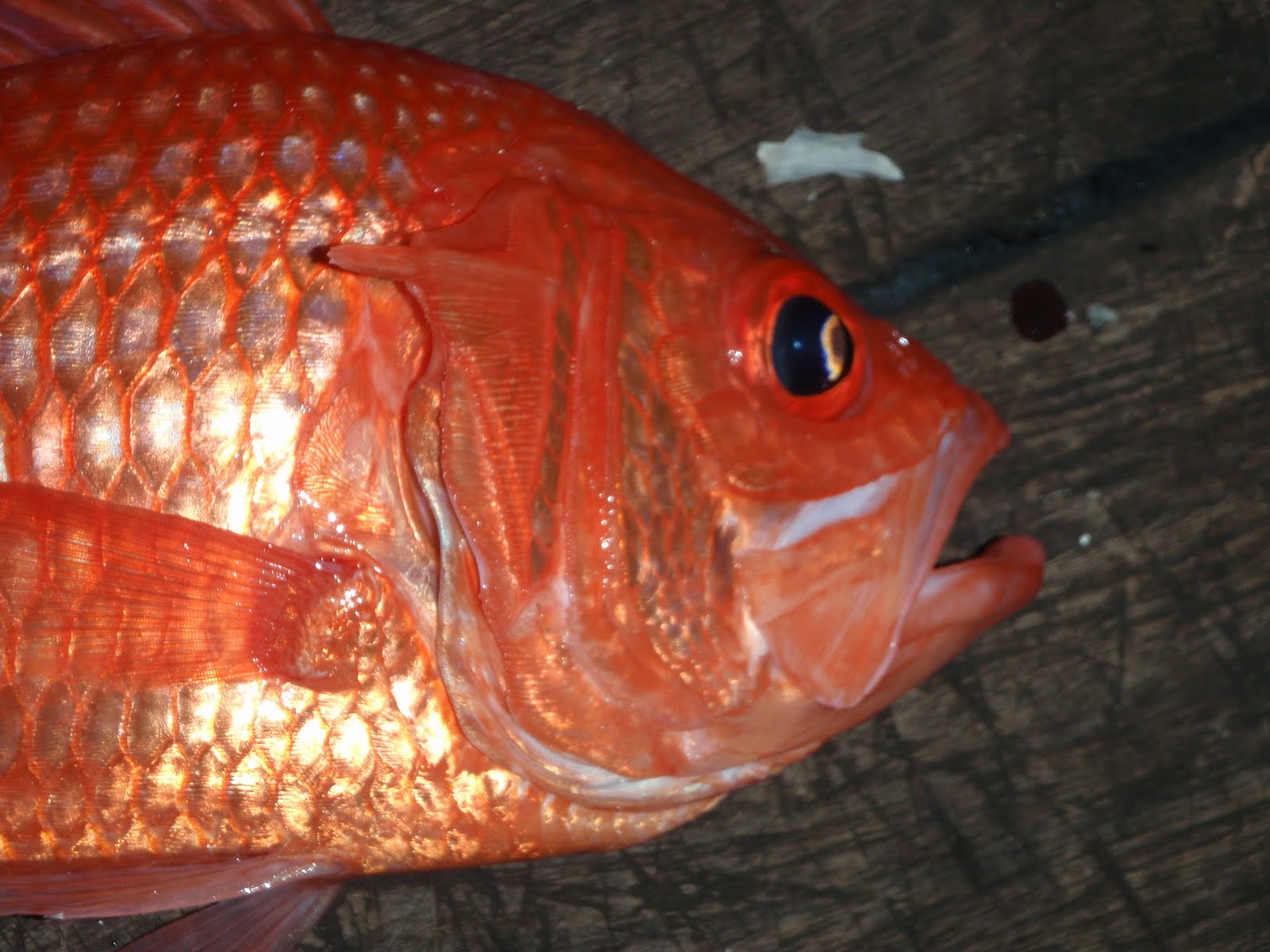 Memancing @ Fishing: Lucornia - Part 2