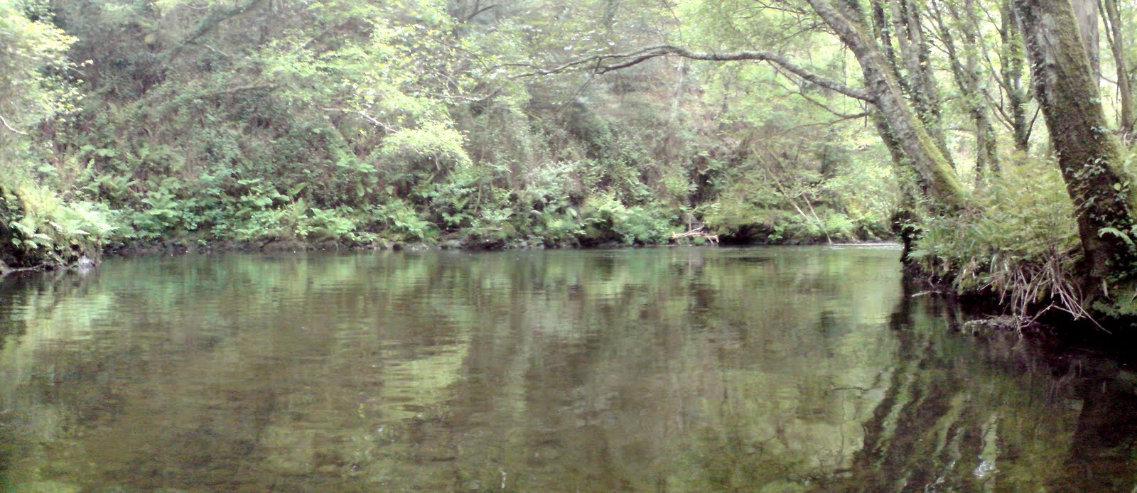 Pesca por los Ríos de Galicia: BUEN COMIENZO EN EL MASMA