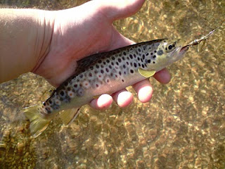 Pesca por los Ríos de Galicia: LUNES 17 : JORNADA DE PESCA CON ZALO Y MARIO