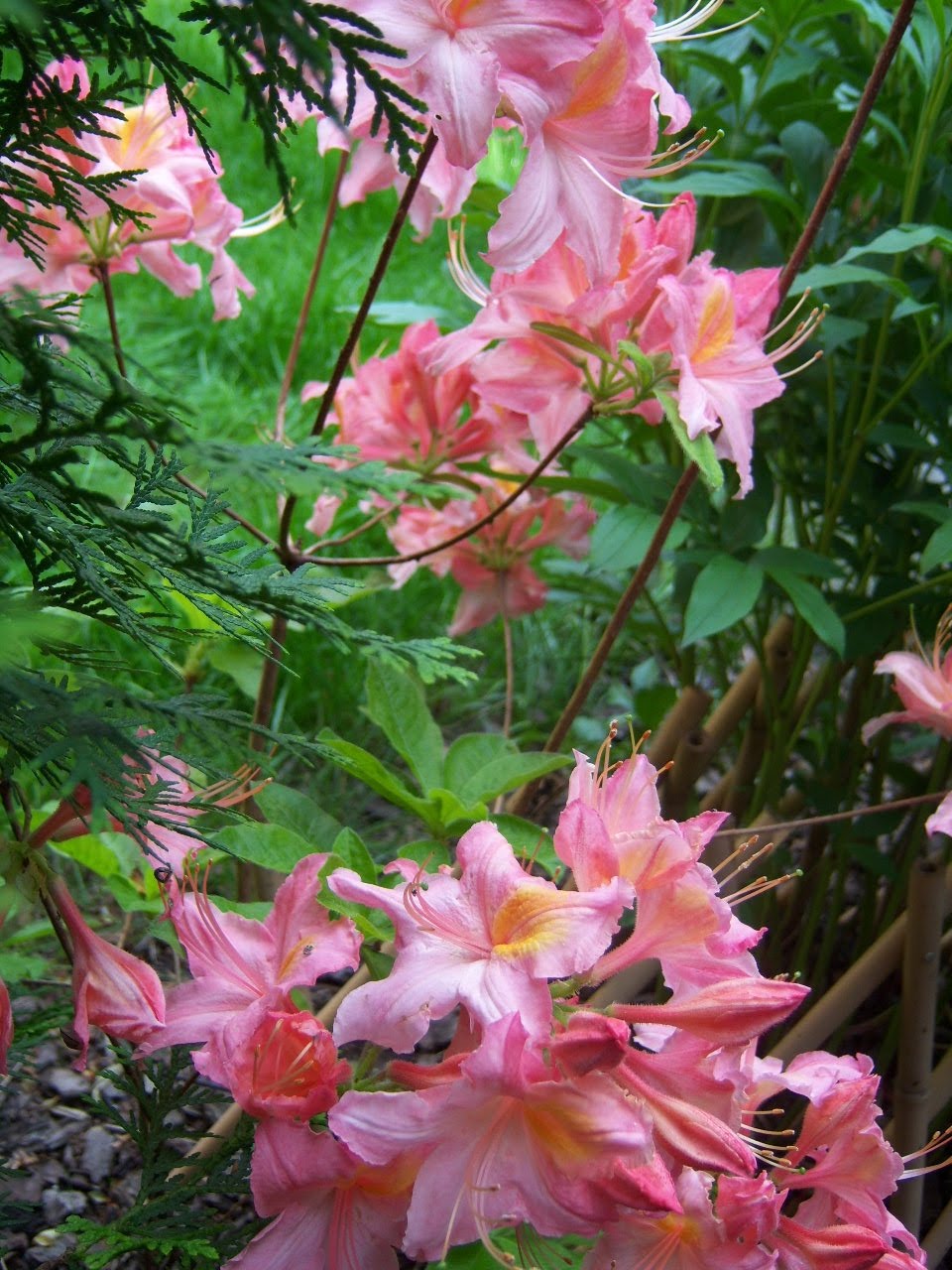 Virginia: AZALIE w moim ogródku