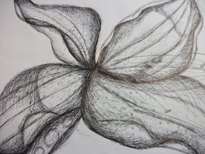 1052736219: Lilly biro line drawing