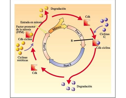 Science Education Resources || Recursos Educativos en CC.NN.: Ciclo celular