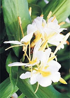 Herba & Kesihatan Anda: Pokok GandaSuli Ditakuti Makhluk Halus