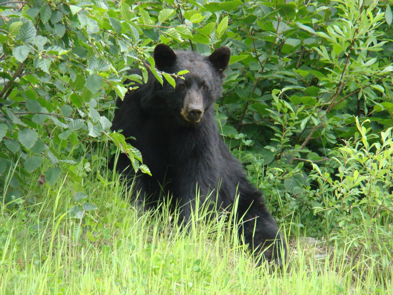 went out and about: Black Bears