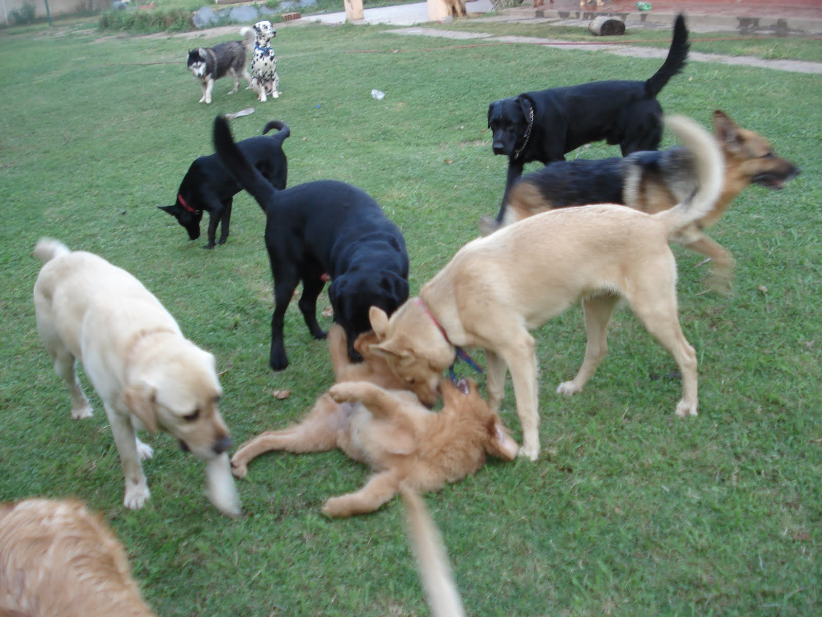 PERROS CON DOS COLAS
