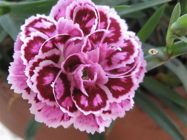 El clavel : Plantas Flores y Jardin