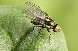 Invernaderos: Nueva lechuga de hoja tiene resistencia a las moscas ...