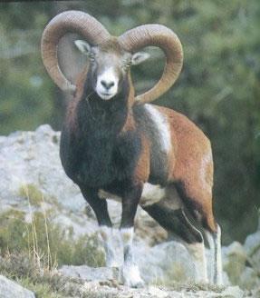 ~Explore Biology~: ~MOUFLON SHEEP~