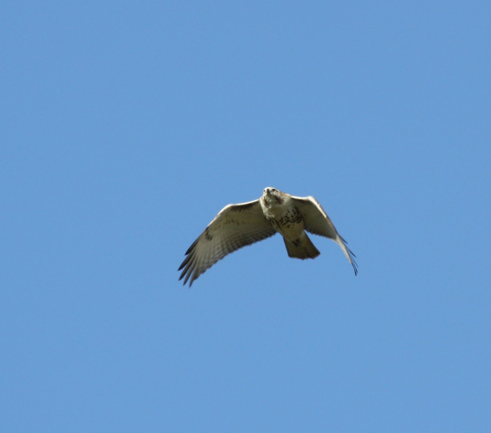 Trevor Herriot's Grass Notes: Red-tailed hawks on the move