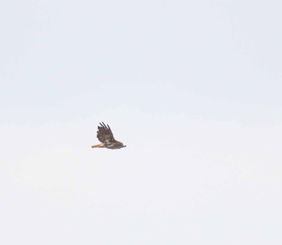 Trevor Herriot's Grass Notes: Red-tailed hawks on the move
