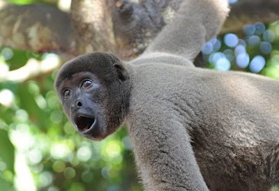 MACACO BARRIGUDO. PRIMATA ENCONTRADO ORIGINARIAMENTE NA AMAZÔNIA BRASILEIRA