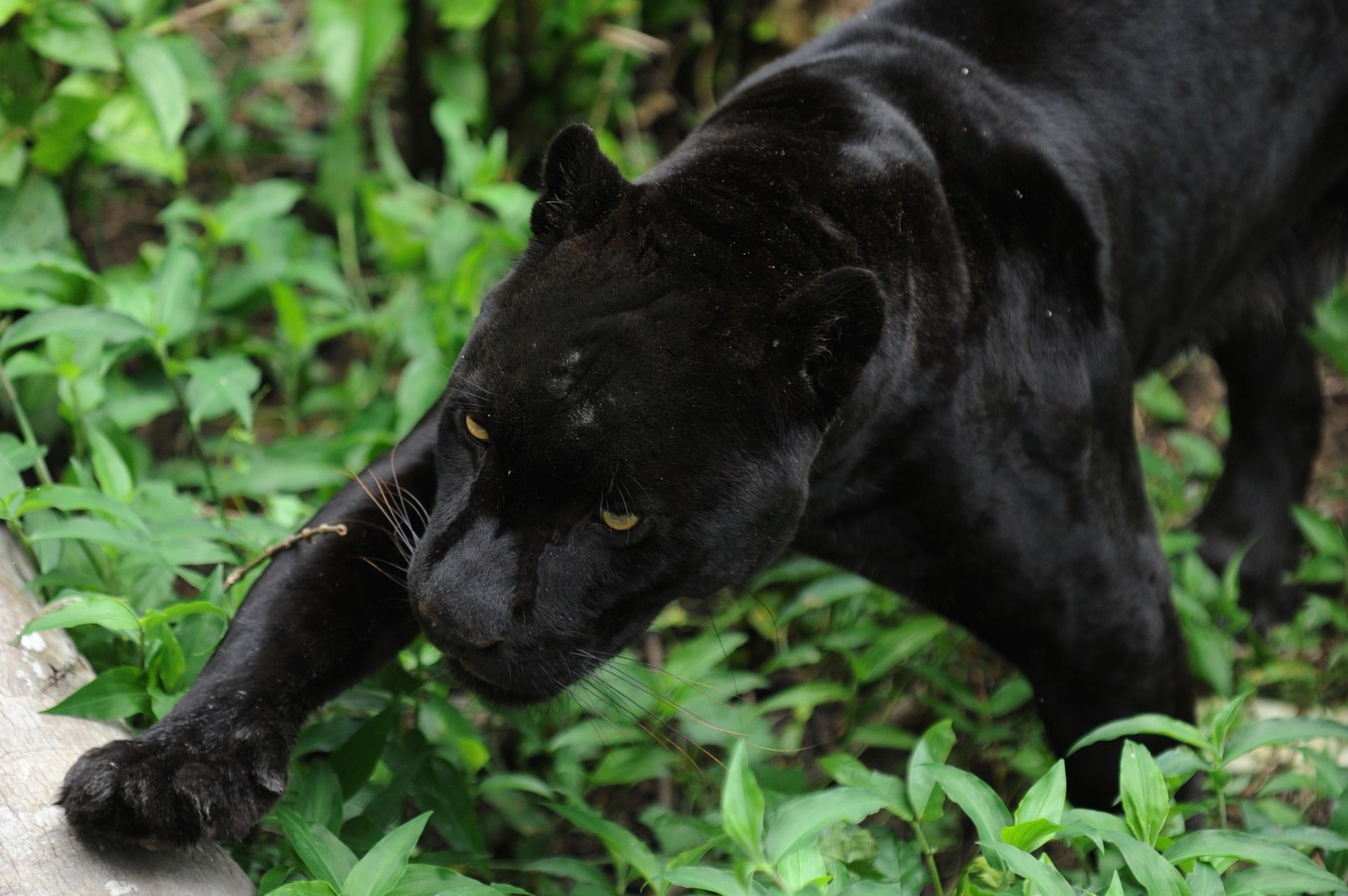 A rainha da selva amazônica